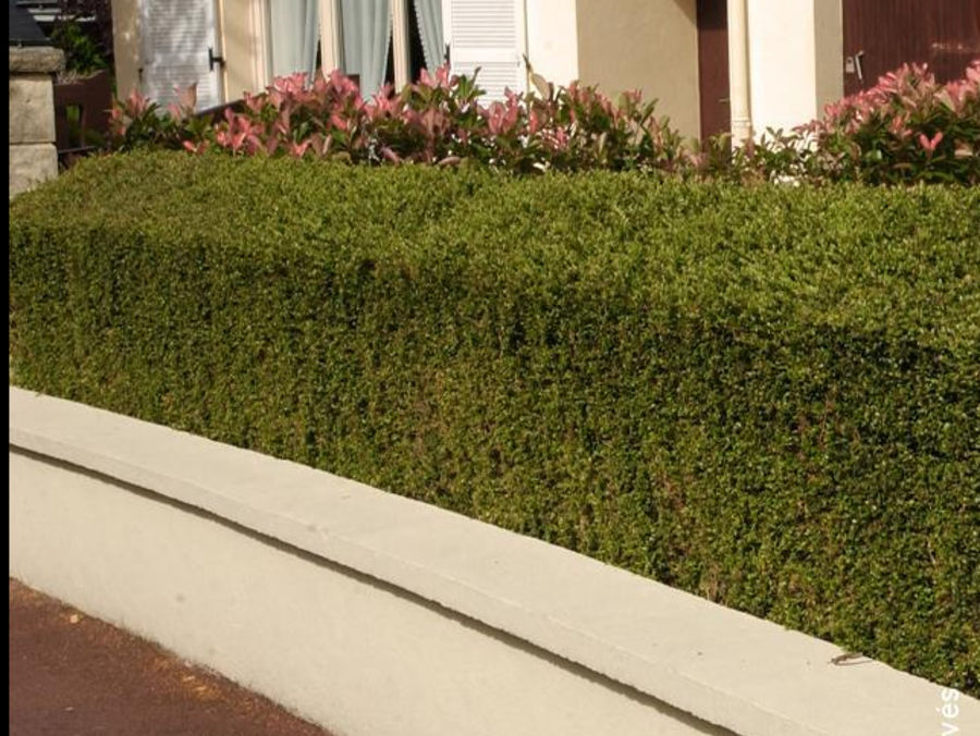 Planter une haie | Silence, ça pousse