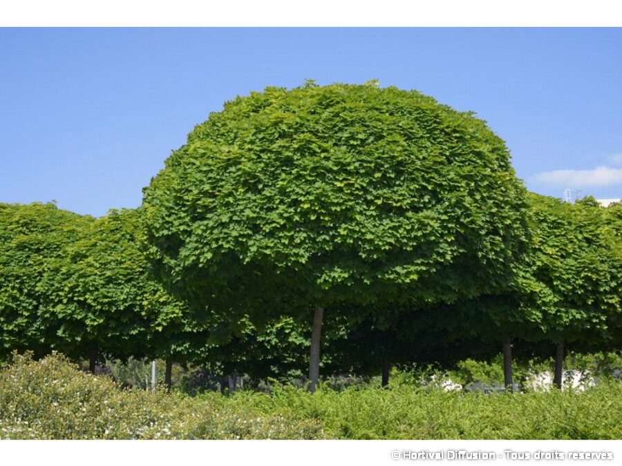 Erable plane boule | Silence, ça pousse
