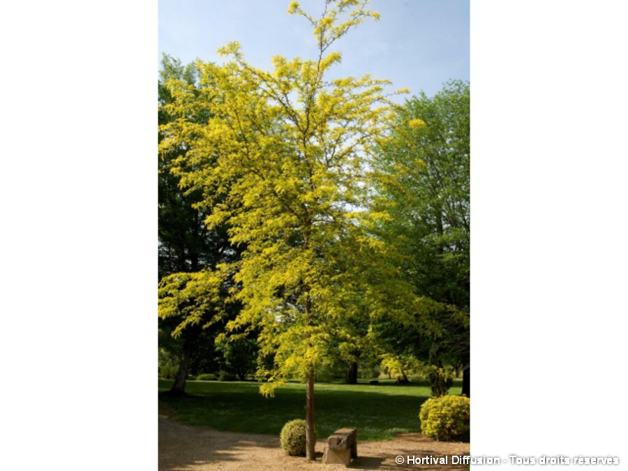 Févier d'Amérique Sunburst | Silence, ça pousse