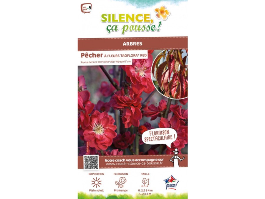 Pêcher à fleurs TAOFLORA® rouge | Silence, ça pousse