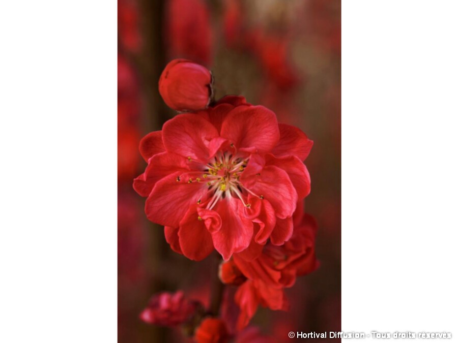 Pêcher à fleurs TAOFLORA® rouge | Silence, ça pousse