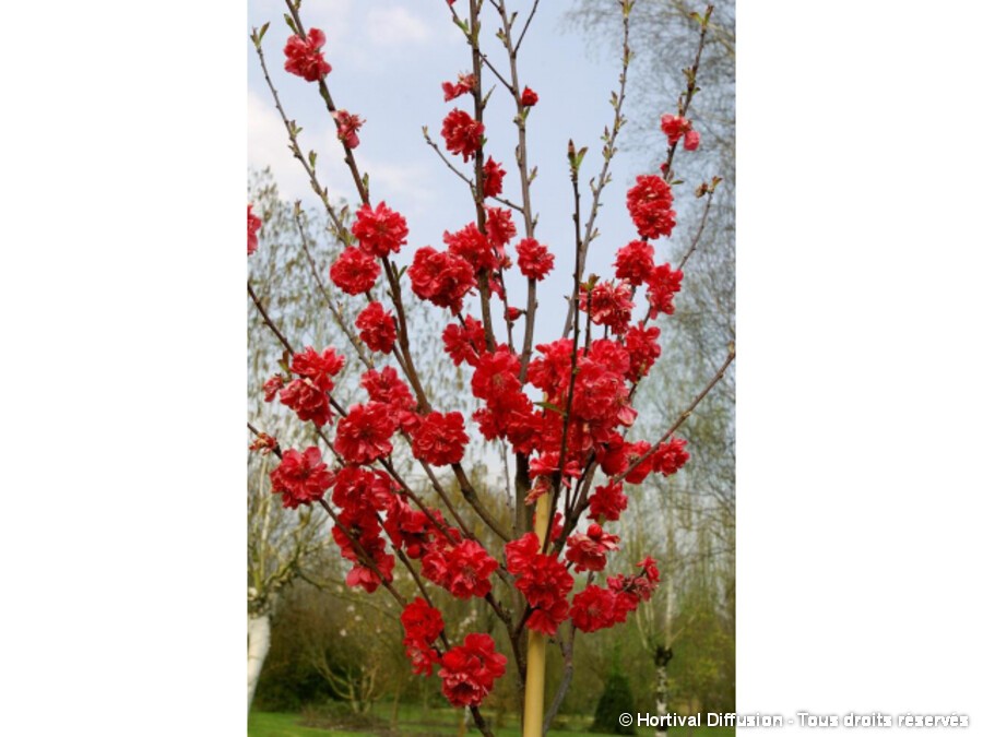 Pêcher à fleurs TAOFLORA® rouge | Silence, ça pousse