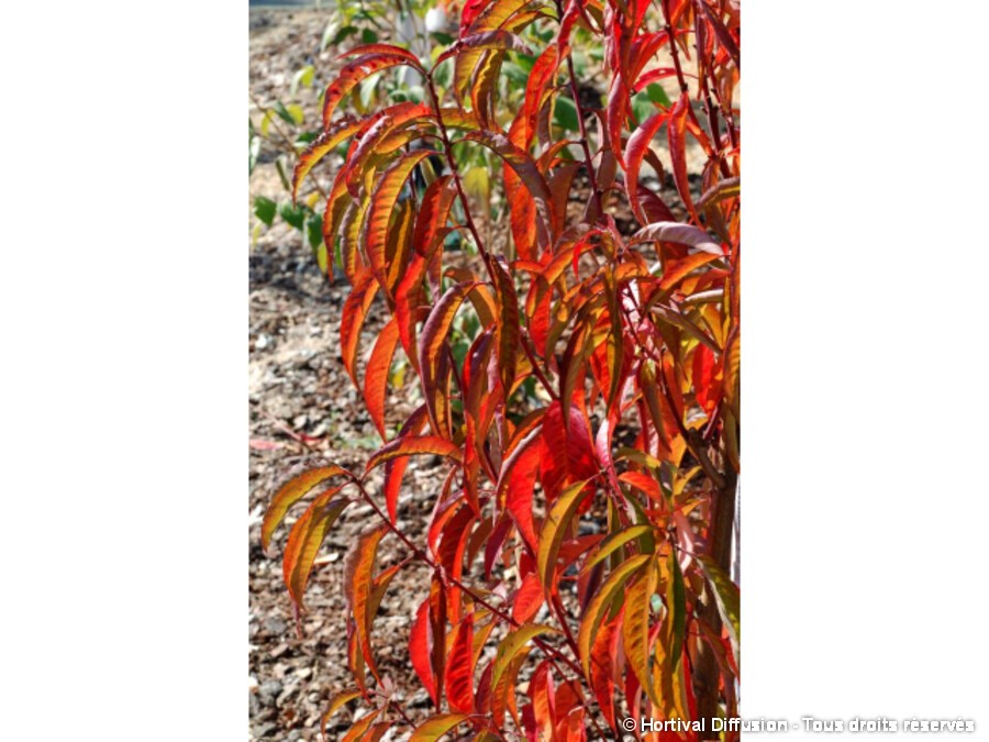 Pêcher à fleurs TAOFLORA® rouge | Silence, ça pousse