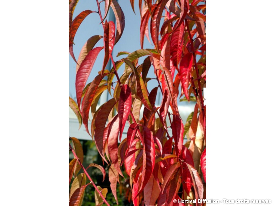 Pêcher à fleurs TAOFLORA® rouge | Silence, ça pousse