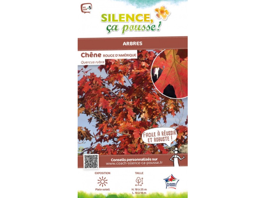 Chêne rouge d'Amérique | Silence, ça pousse