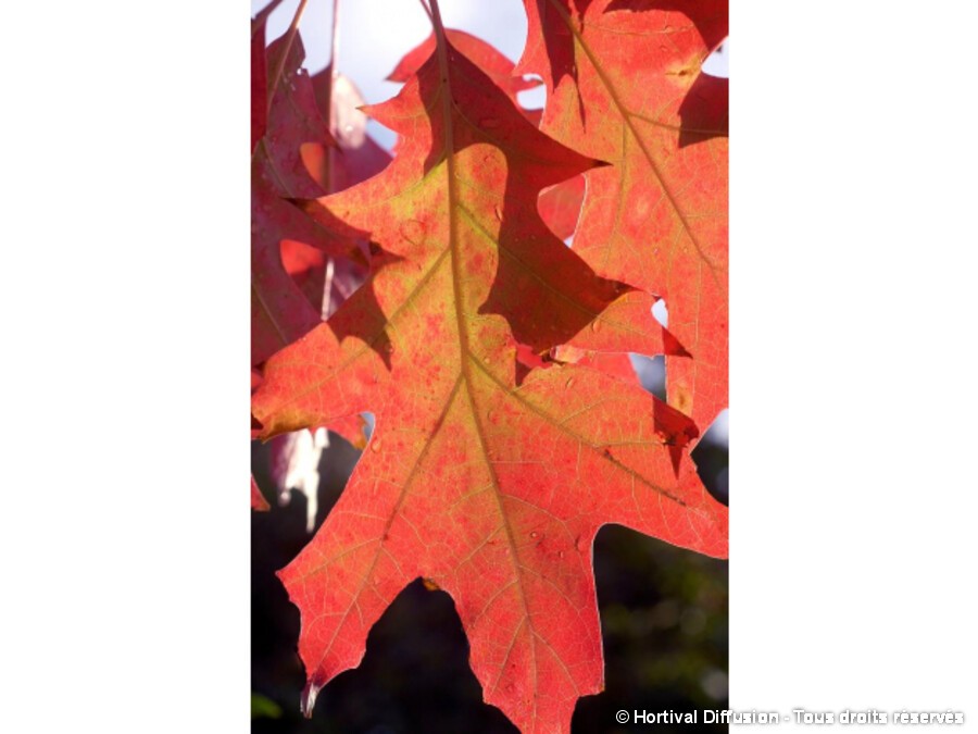 Chêne rouge d'Amérique | Silence, ça pousse