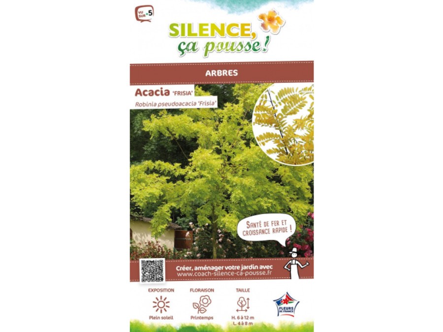 Acacia ou robinier doré Frisia | Silence, ça pousse
