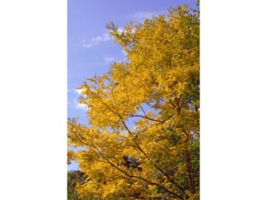 Acacia ou robinier doré Frisia | Silence, ça pousse