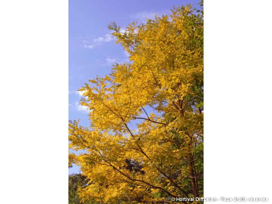 Acacia ou robinier doré Frisia | Silence, ça pousse