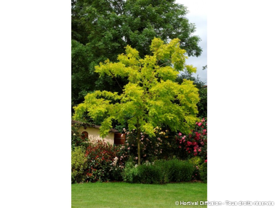 Acacia ou robinier doré Frisia | Silence, ça pousse