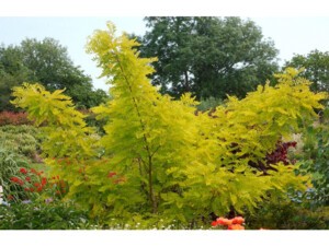 Acacia ou robinier doré Frisia | Silence, ça pousse