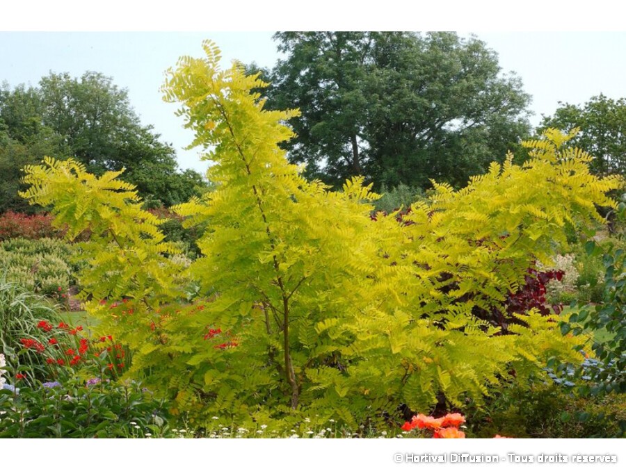 Acacia ou robinier doré Frisia | Silence, ça pousse