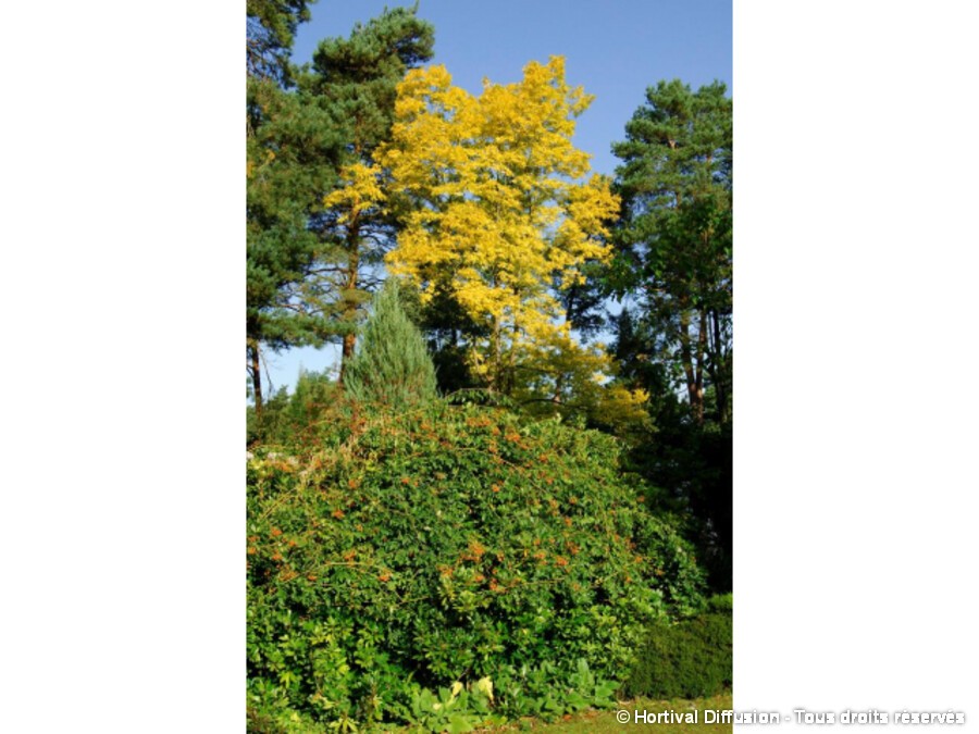 Acacia ou robinier doré Frisia | Silence, ça pousse