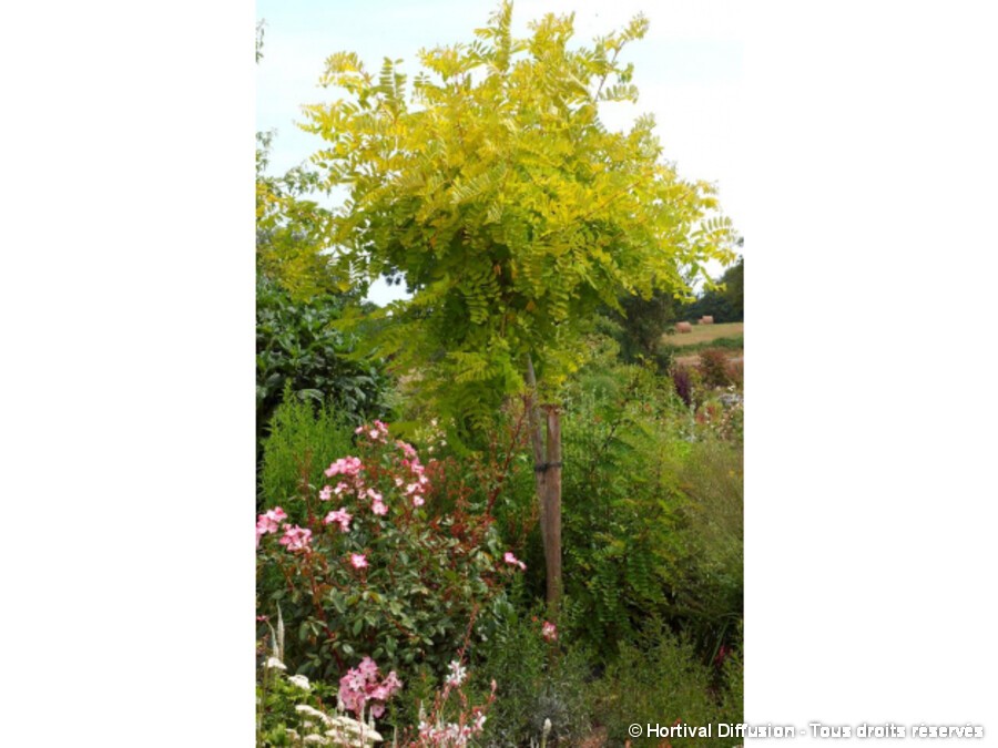 Acacia ou robinier doré Frisia | Silence, ça pousse
