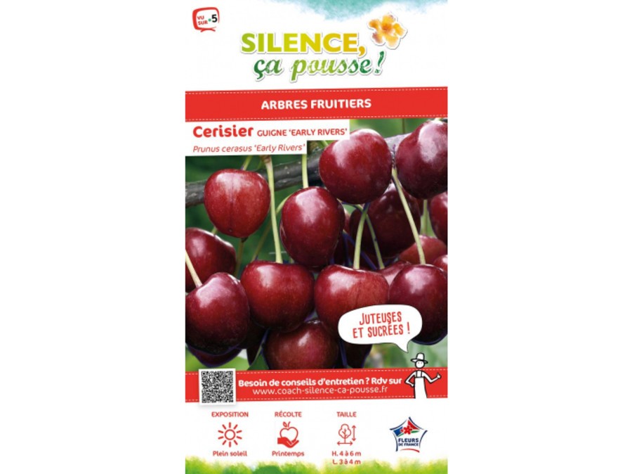Cerisier Guigne Early Rivers | Silence, ça pousse