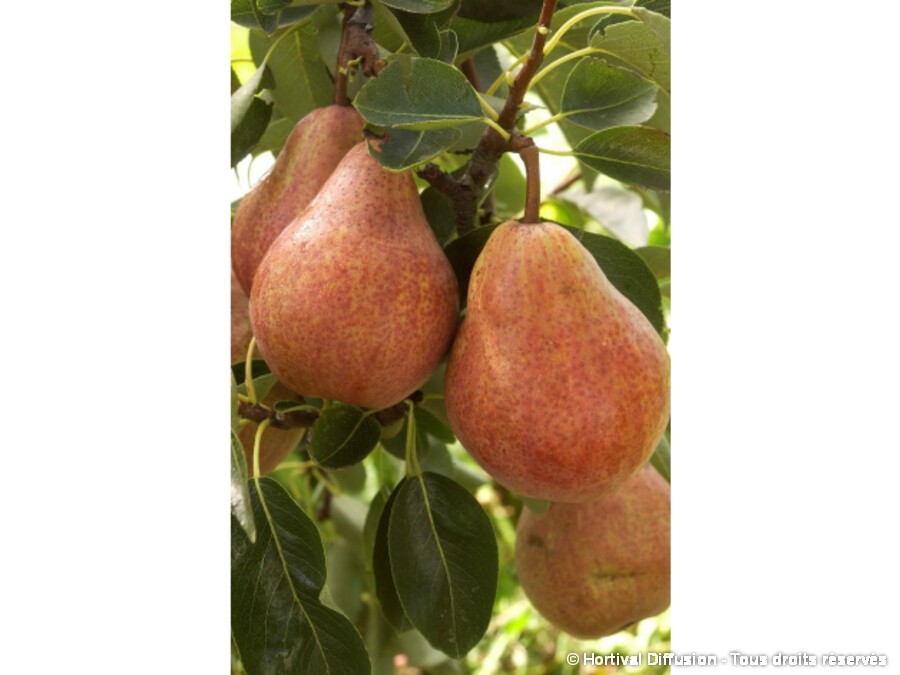 Poirier Williams Rouge=Max Red Bartlett Pear | Silence, ça pousse