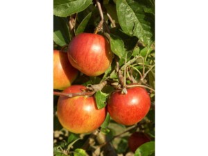 Pommier Elstar | Silence, ça pousse
