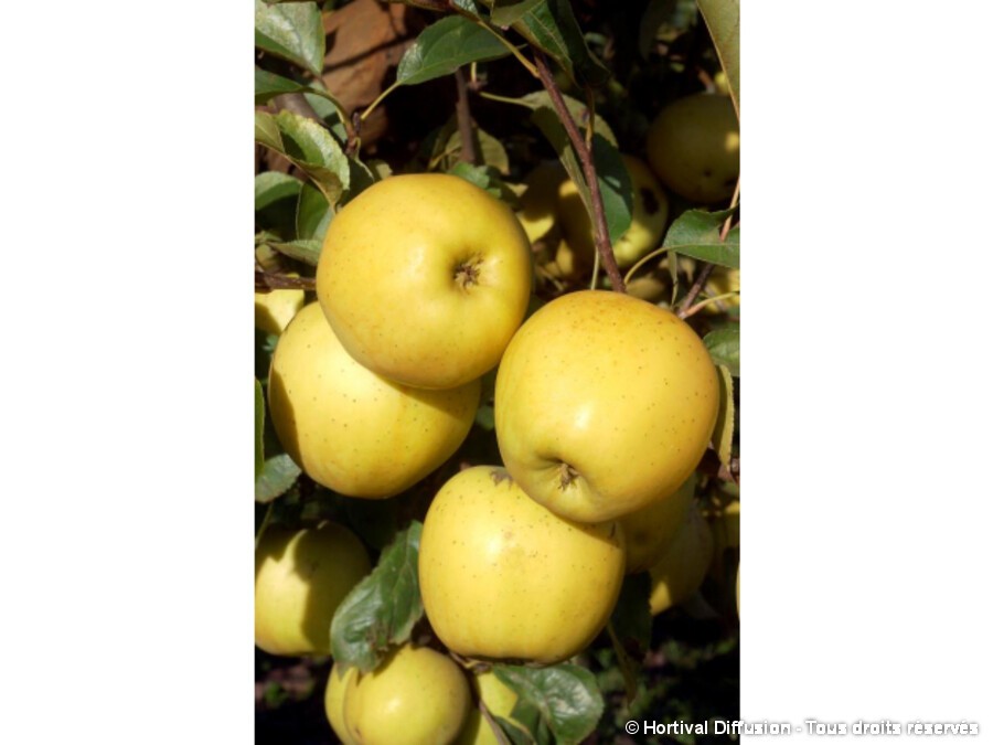 Pommier Golden Delicious | Silence, ça pousse