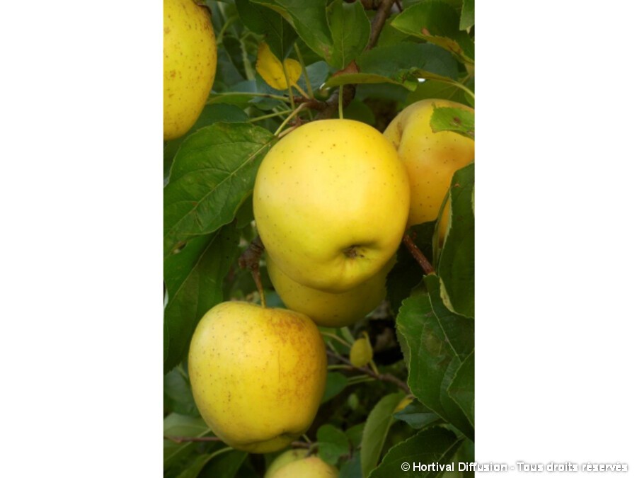 Pommier Golden Delicious | Silence, ça pousse