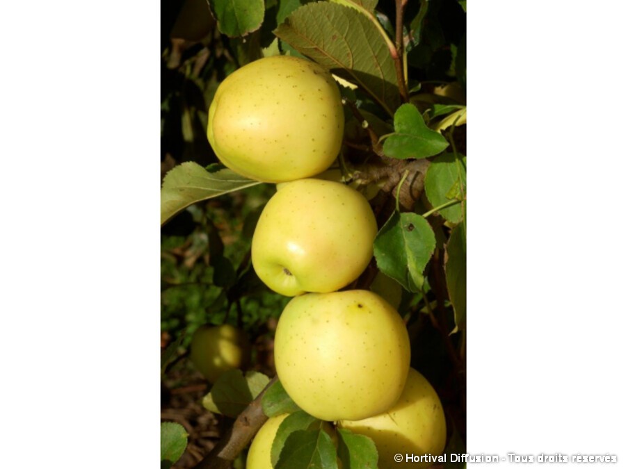 Pommier Golden Delicious | Silence, ça pousse