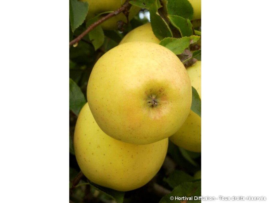 Pommier Golden Delicious | Silence, ça pousse