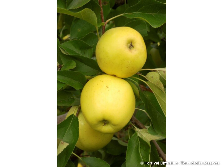 Pommier Golden Delicious | Silence, ça pousse
