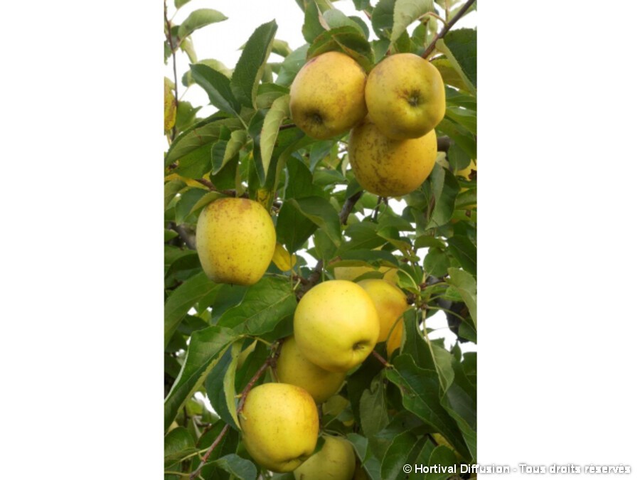 Pommier Golden Delicious | Silence, ça pousse