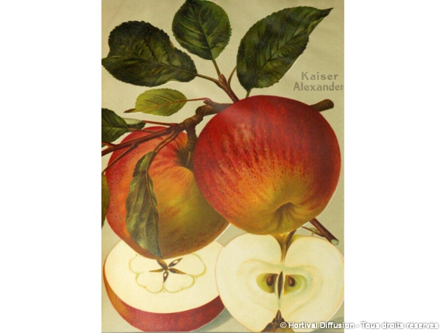 Pommier Grand Alexandre | Silence, ça pousse