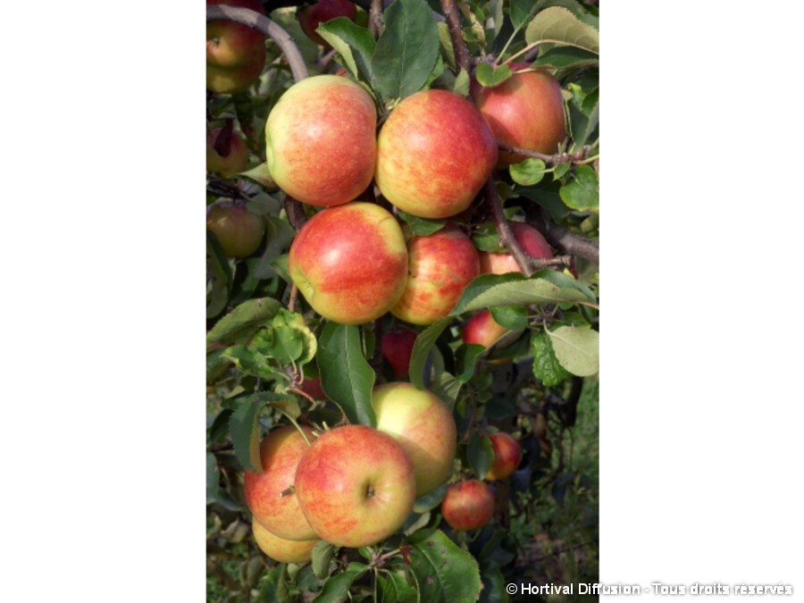 Pommier Jonagold | Silence, ça pousse