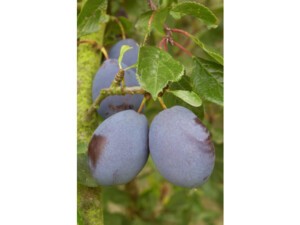 Prunier d'Ente, pruneau d'Agen | Silence, ça pousse