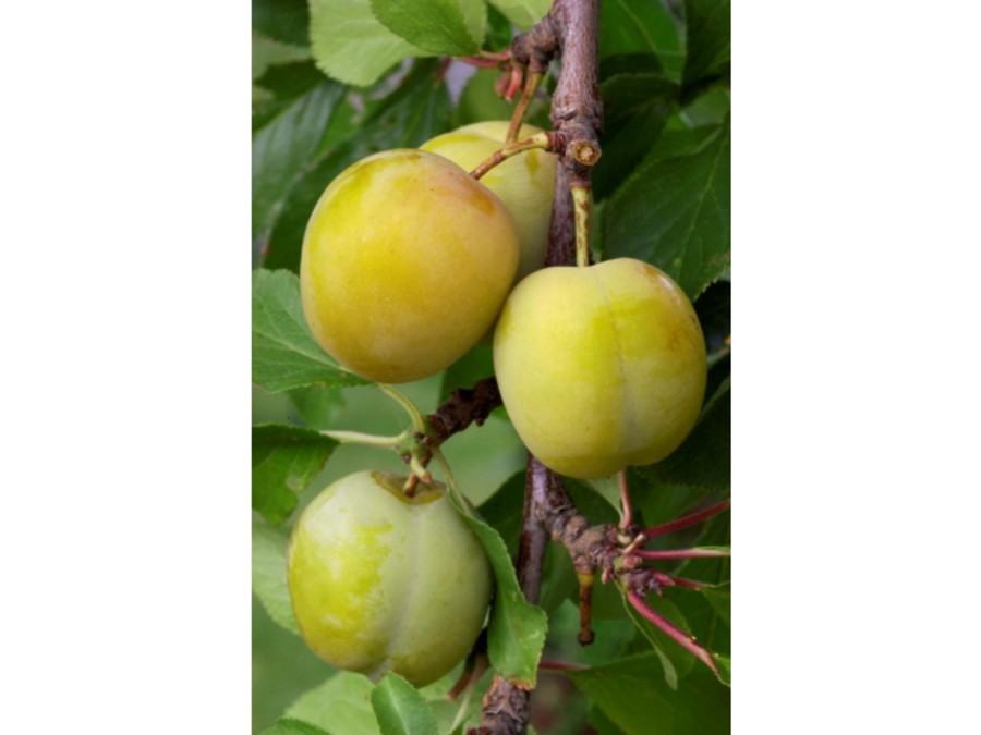 Prunier Sainte Catherine | Silence, ça pousse