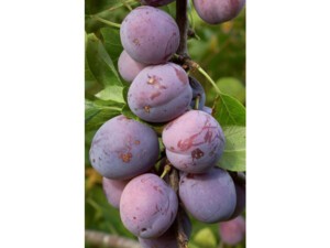 Prunier Stanley | Silence, ça pousse