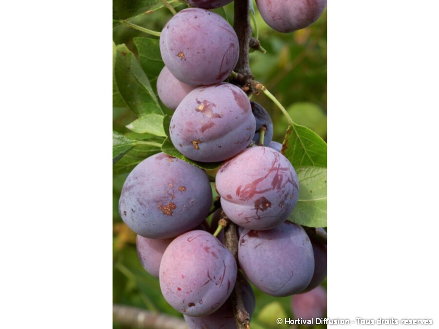 Prunier Stanley | Silence, ça pousse