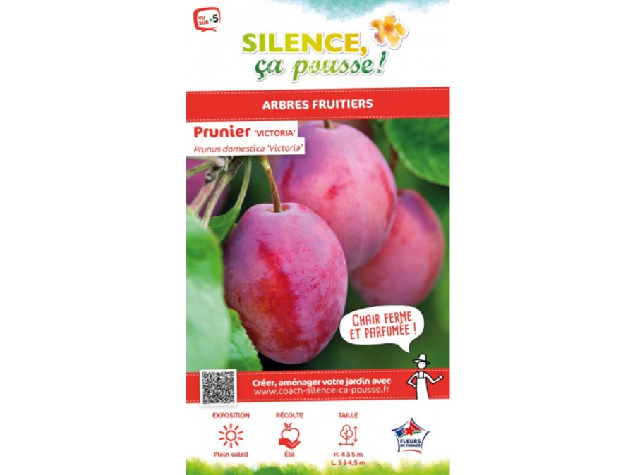 Prunier de la Reine Victoria = Queen Victoria | Silence, ça pousse