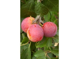 Prunier de la Reine Victoria = Queen Victoria | Silence, ça pousse