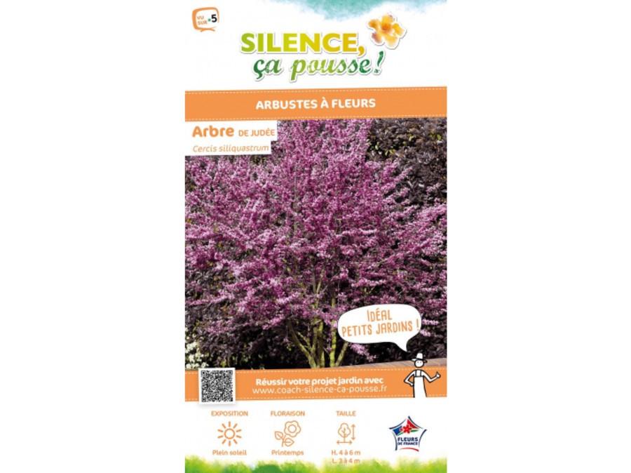 Arbre de Judée | Silence, ça pousse