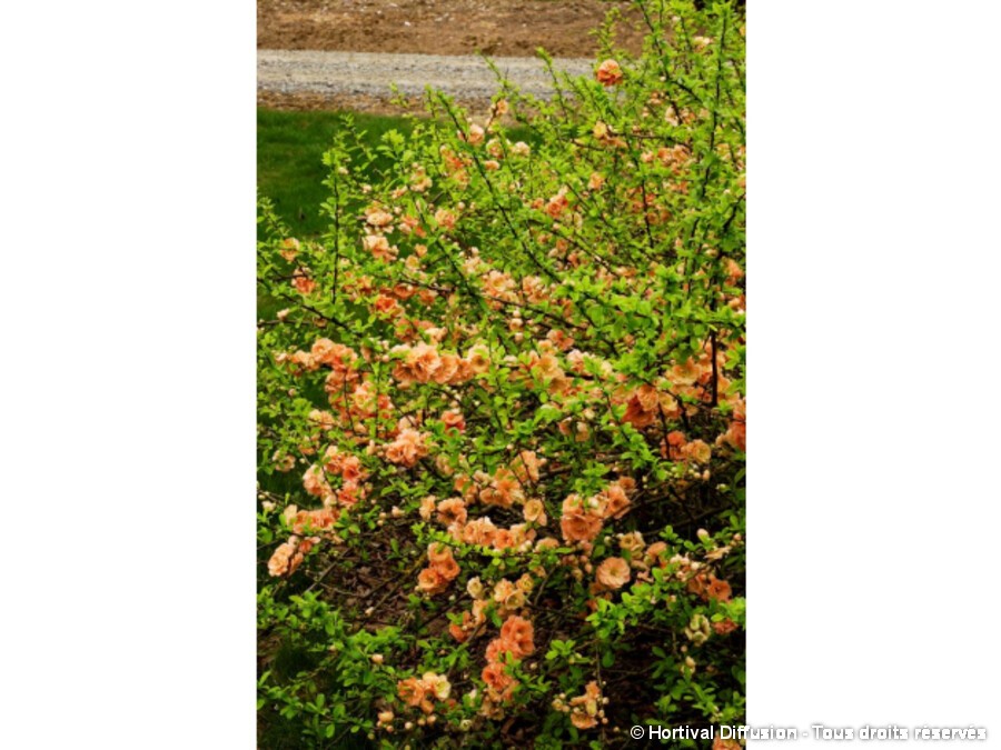 Cognassier du Japon Cameo | Silence, ça pousse
