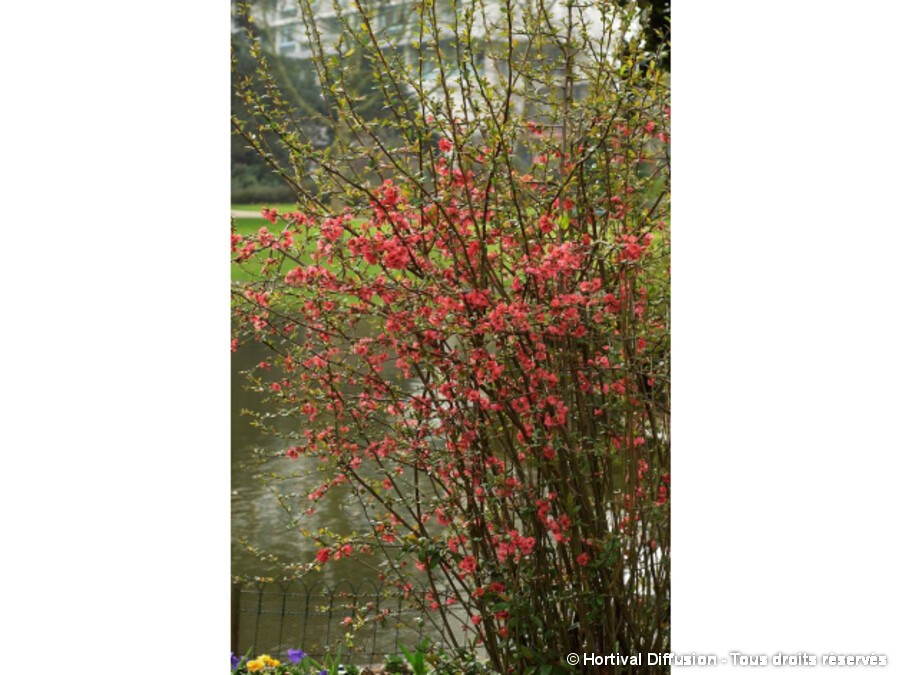 Cognassier du Japon Eximia | Silence, ça pousse