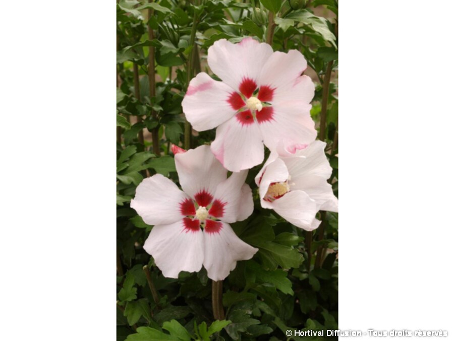 Hibiscus Mathilde, Althéa | Silence, ça pousse