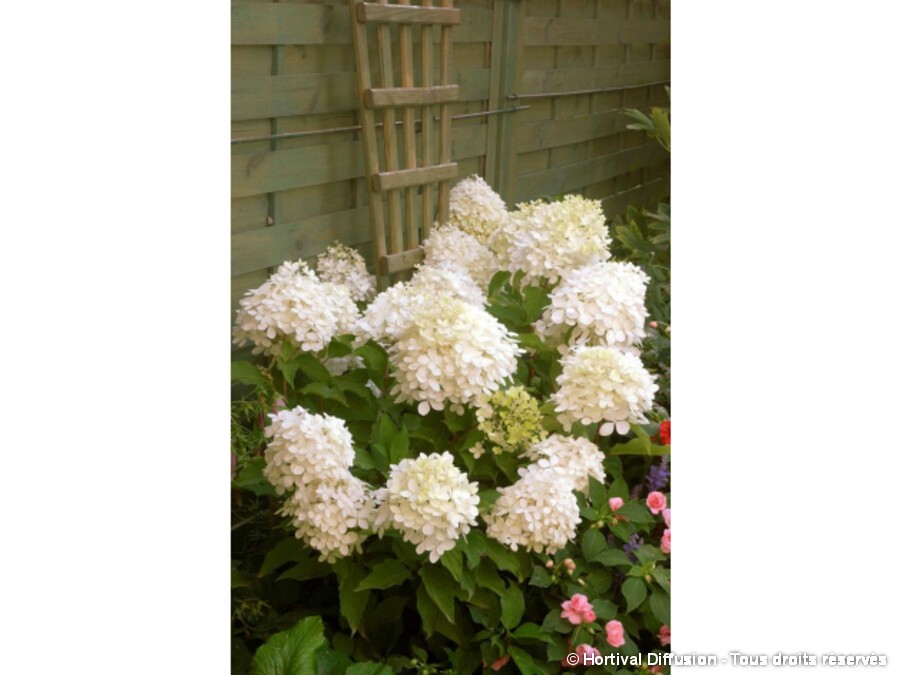 Hortensia paniculé Phantom | Silence, ça pousse