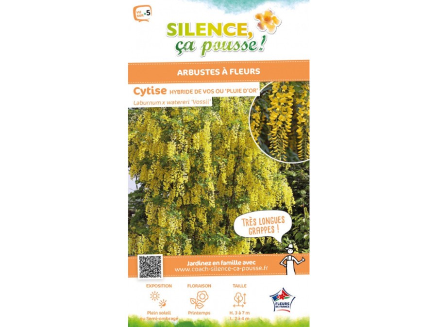 Cytise hybride de Vos | Silence, ça pousse
