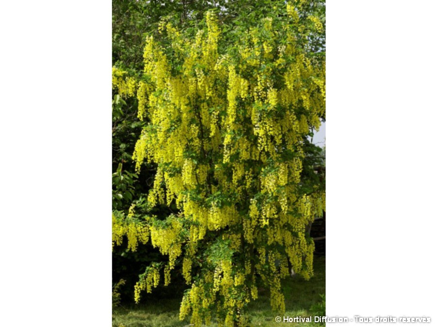 Cytise hybride de Vos | Silence, ça pousse