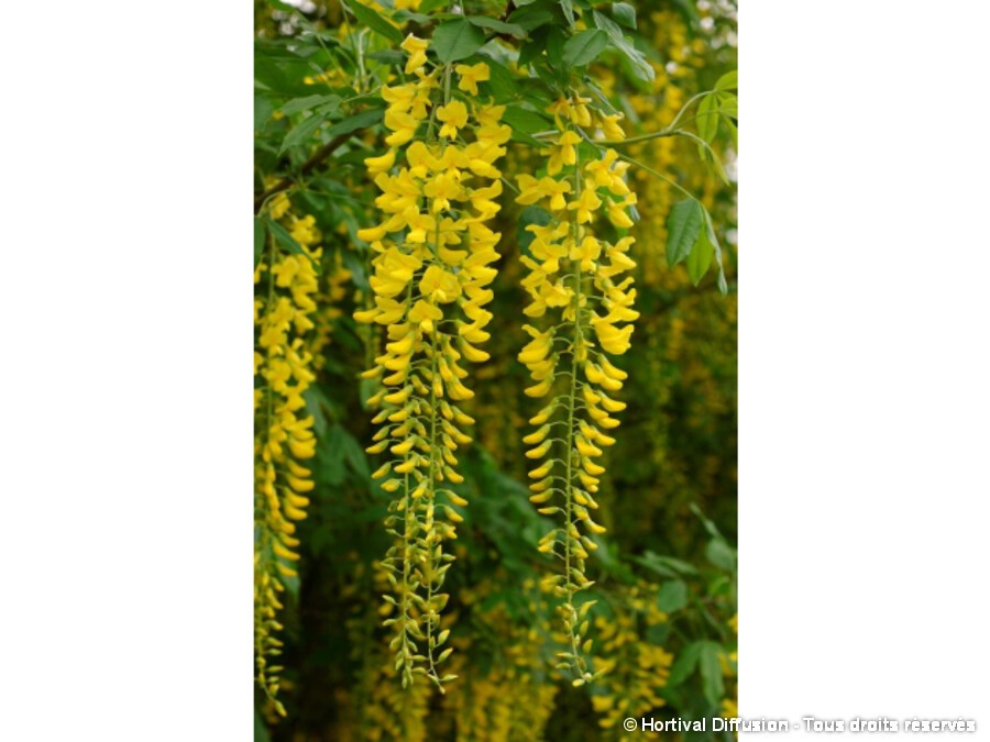 Cytise hybride de Vos | Silence, ça pousse