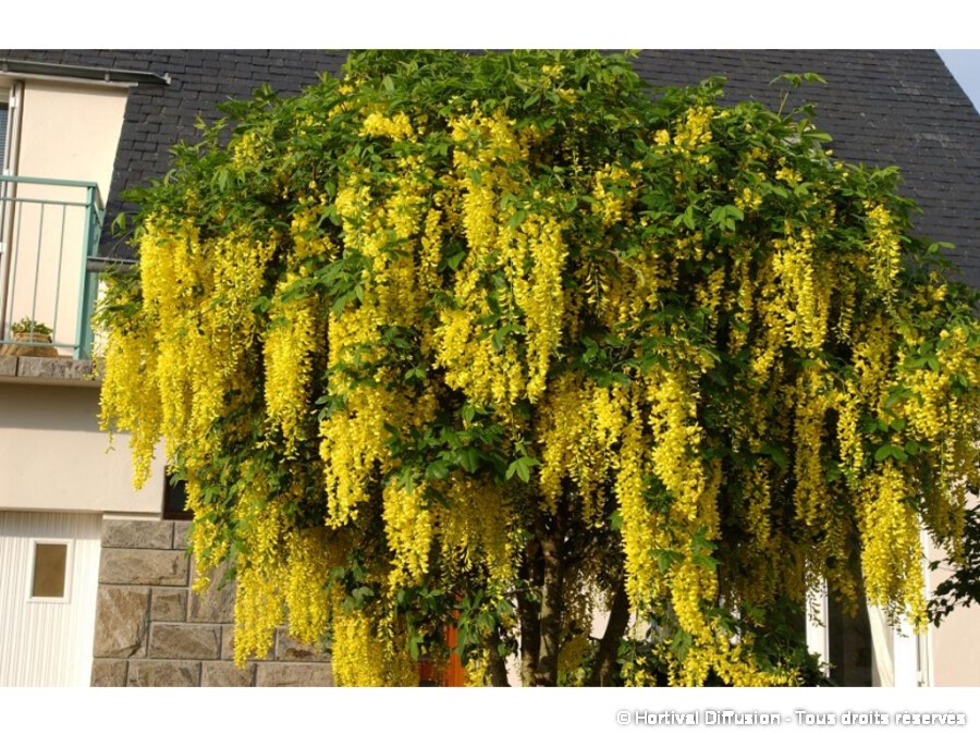 Cytise hybride de Vos | Silence, ça pousse