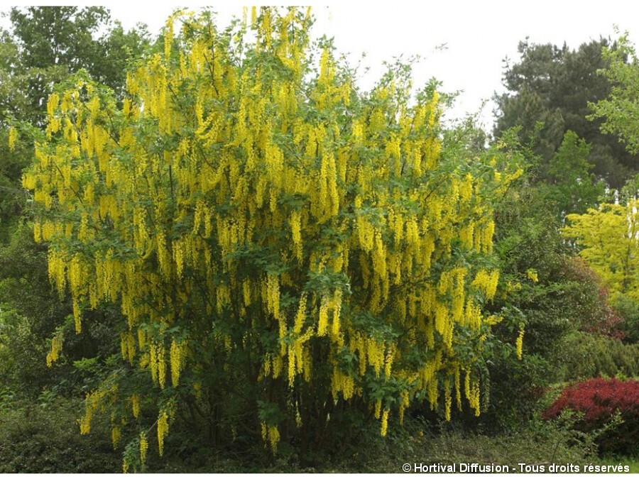Cytise hybride de Vos | Silence, ça pousse