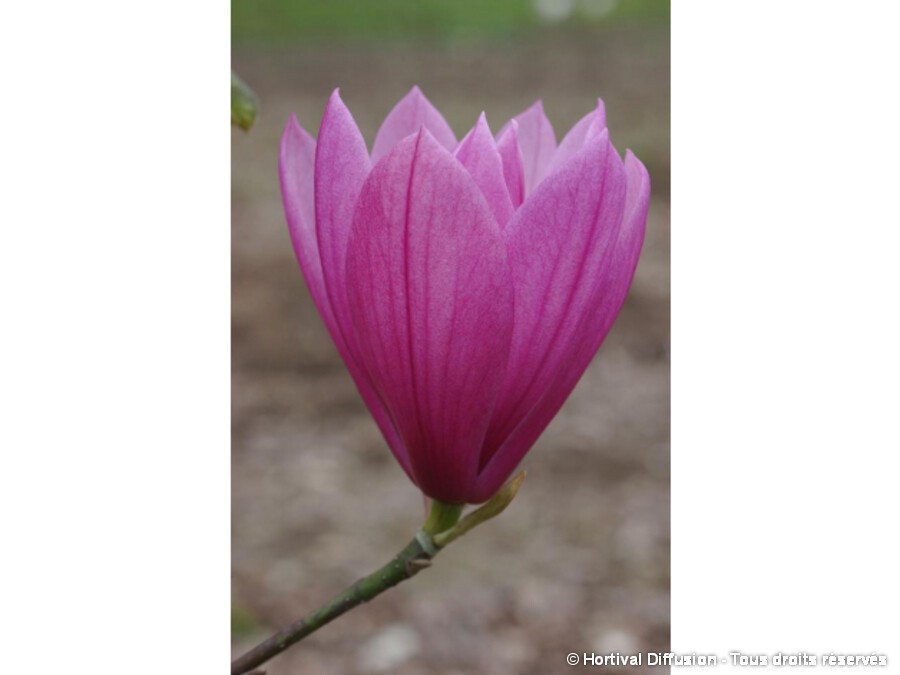 Magnolia Spectrum, Magnolier | Silence, ça pousse