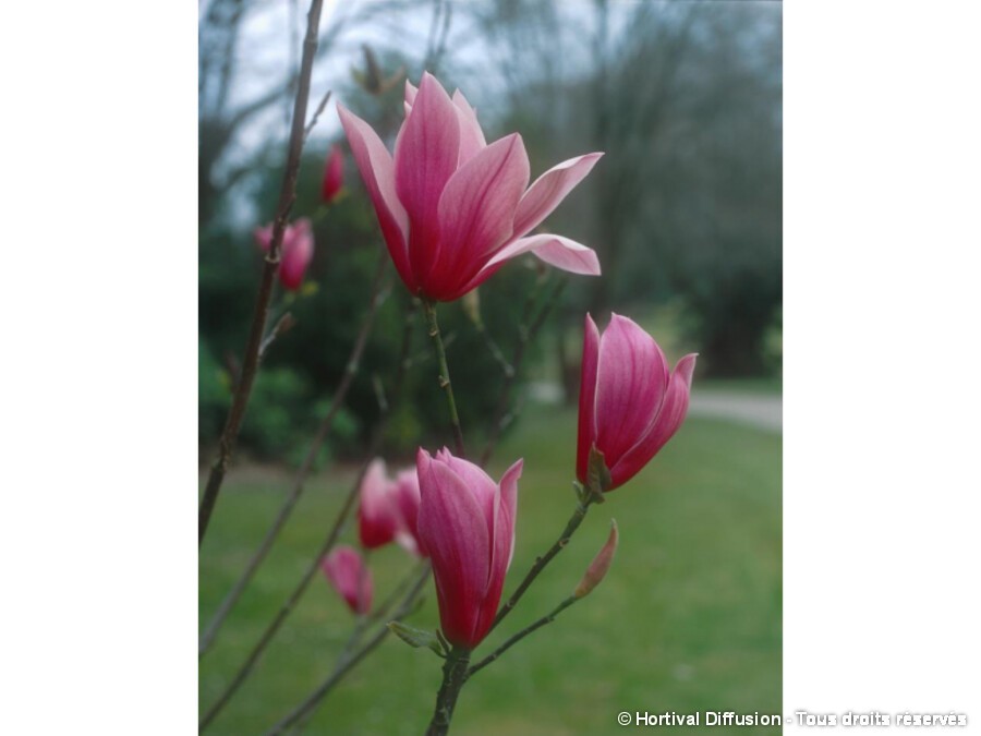 Magnolia Spectrum, Magnolier | Silence, ça pousse