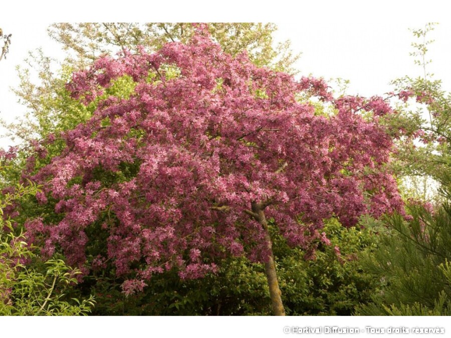 Pommier d'ornement Diable Rouge | Silence, ça pousse