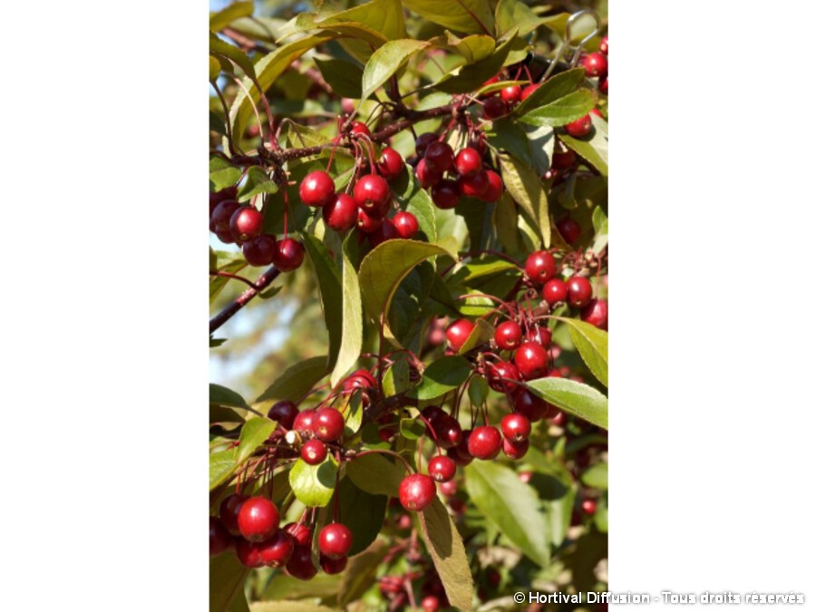Pommier d'ornement Diable Rouge | Silence, ça pousse