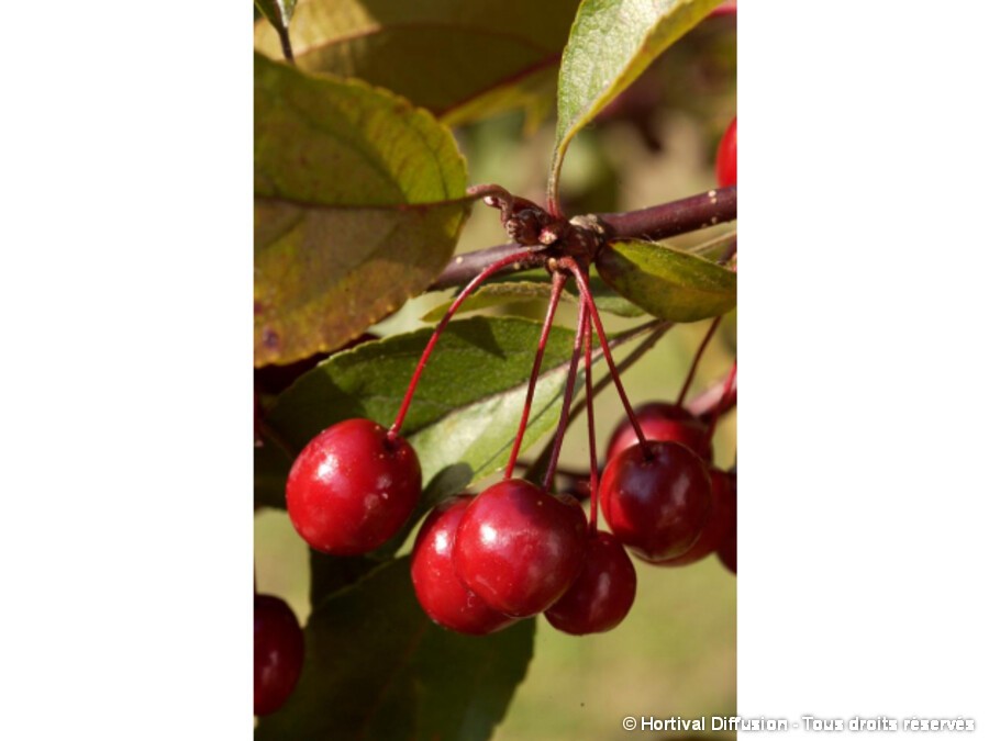 Pommier d'ornement Diable Rouge | Silence, ça pousse